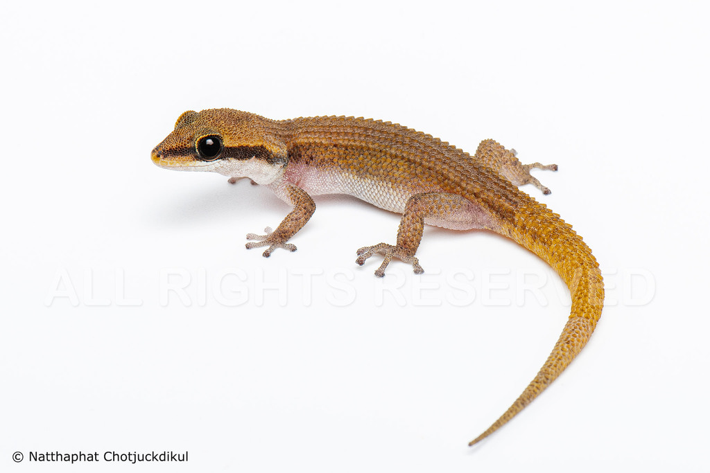 Black-spotted Leaf-toed Gecko from Khao Wong, Phra Phutthabat District ...