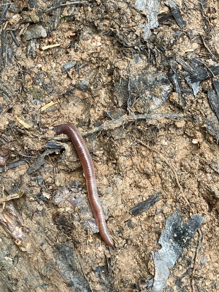 Earthworms and Allies from East Rowan High School, Salisbury, NC, US on ...