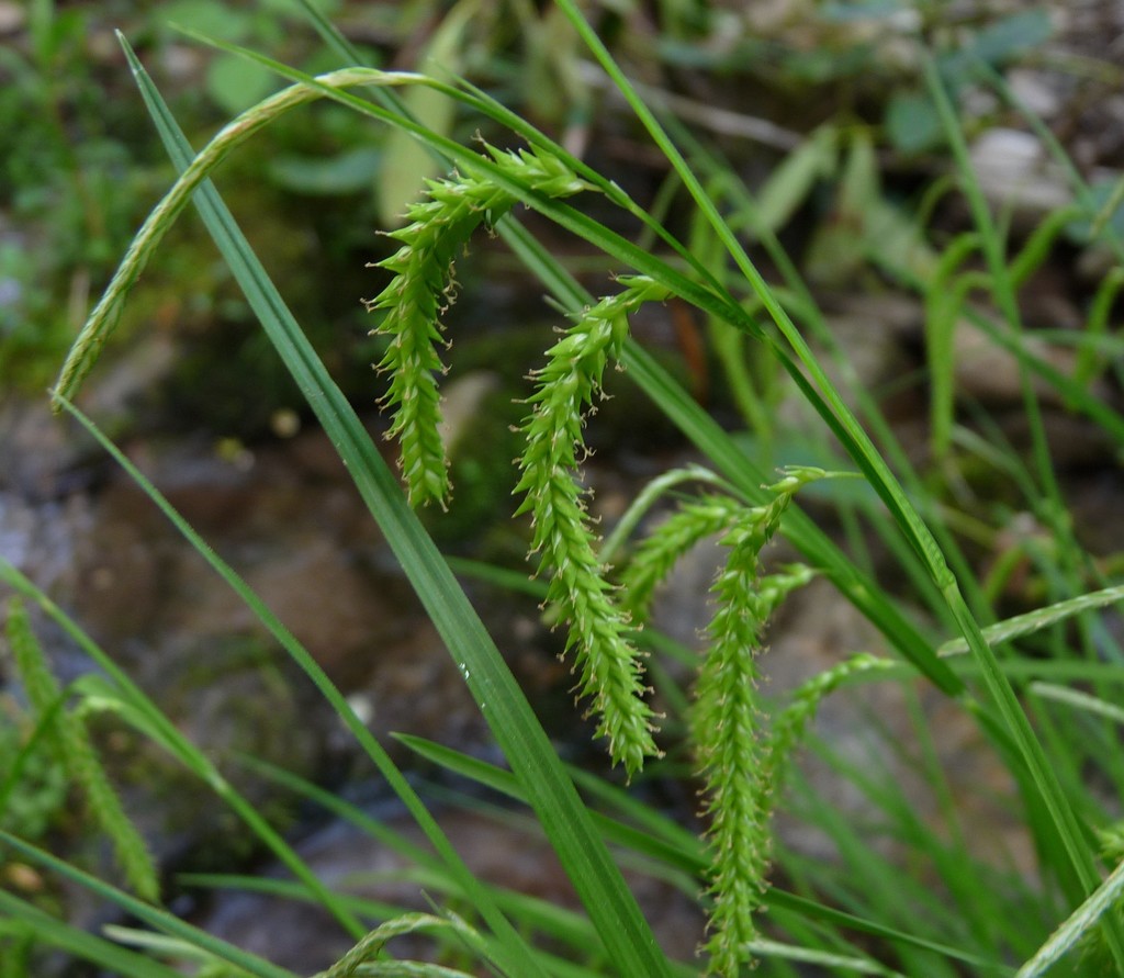 nodding sedge from Smyth County, VA, USA on May 7, 2019 at 05:22 PM by ...