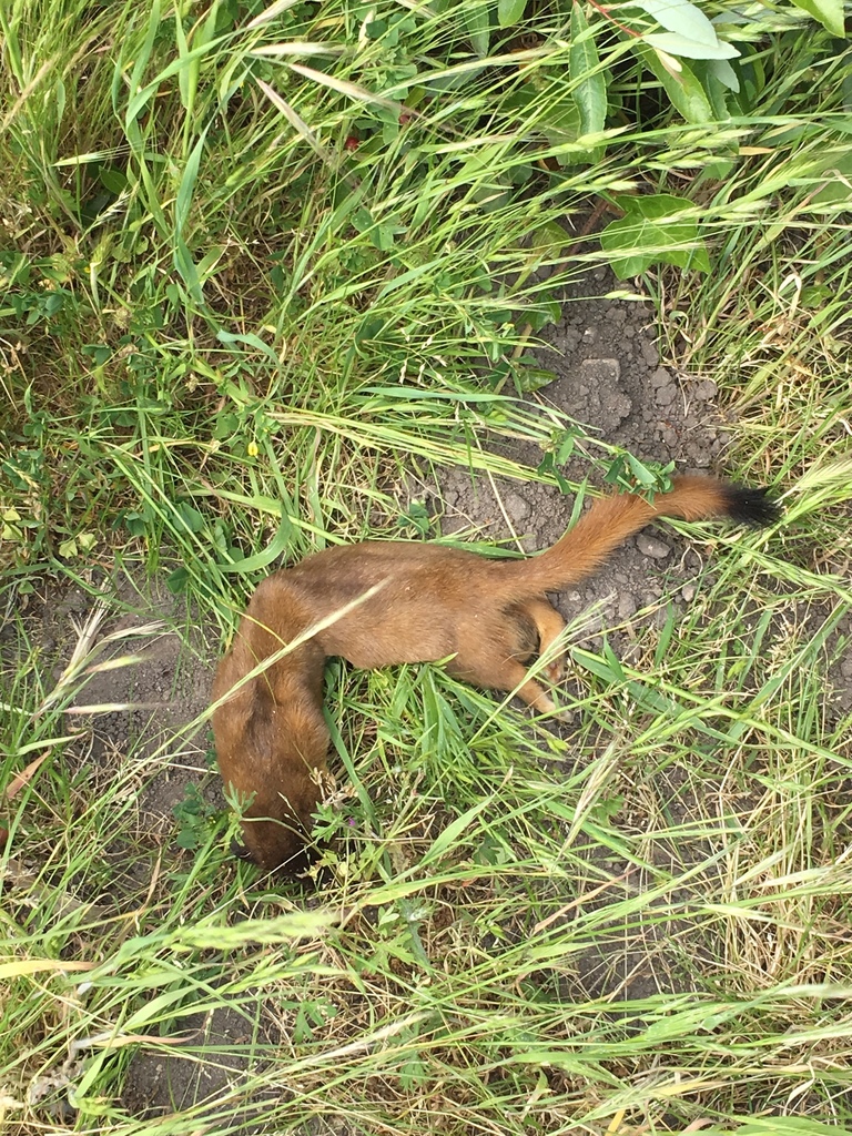 Long-tailed Weasel from 2756–2864 Delaware Ave, Santa Cruz, CA, US on ...