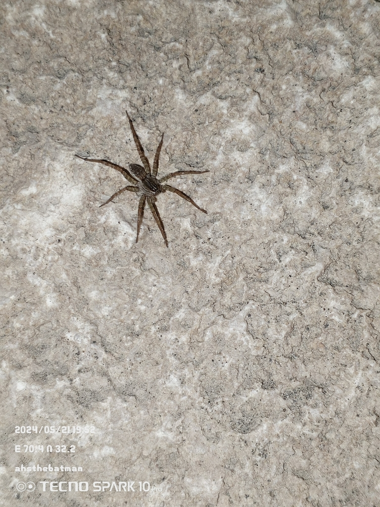 Wolf Spiders from Tank Urban, Tank, Khyber Pakhtunkhwa, Pakistan on May ...