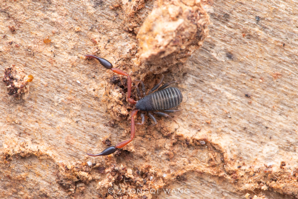 Cheliferidae in April 2024 by Zhongqi Wang · iNaturalist