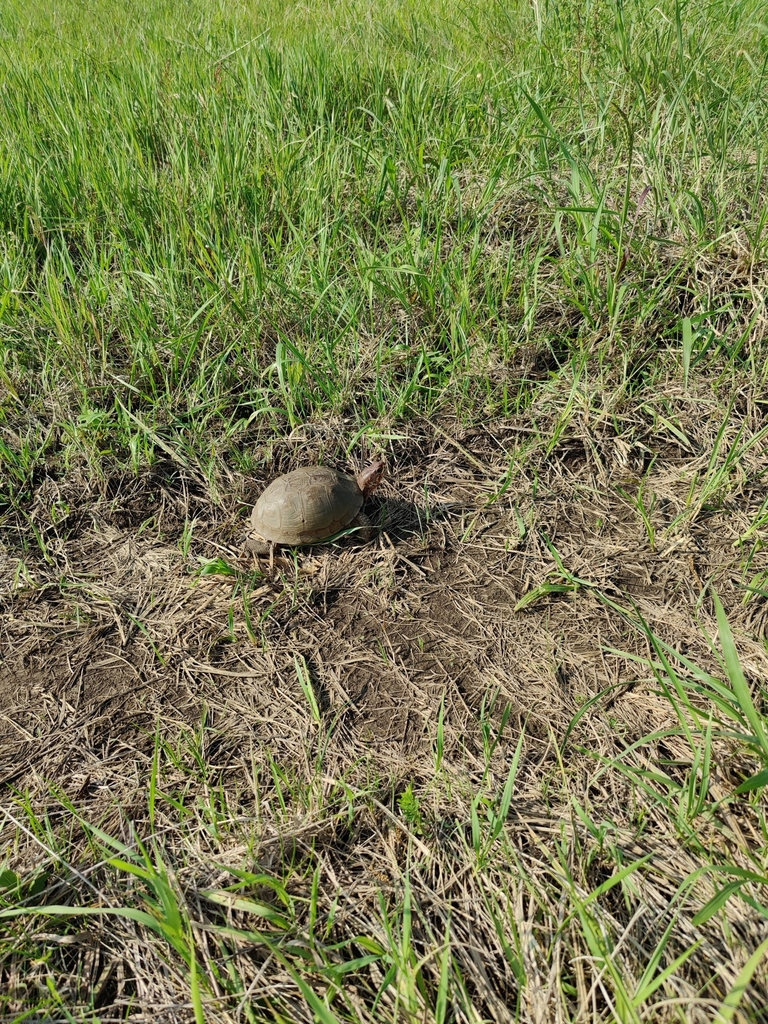Three-toed Box Turtle in May 2024 by Heidi Henderson · iNaturalist