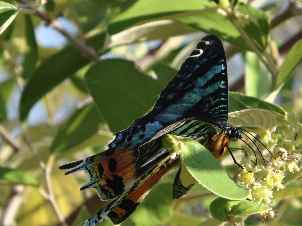 Madagascan Sunset Moth from Makay, Madagascar on April 14, 2019 at 03: ...