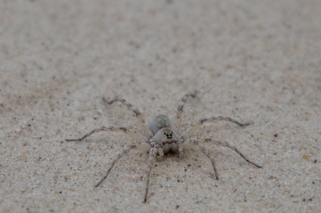 Wolf Spiders from Makay, Madagascar on April 27, 2019 at 02:55 PM by ...
