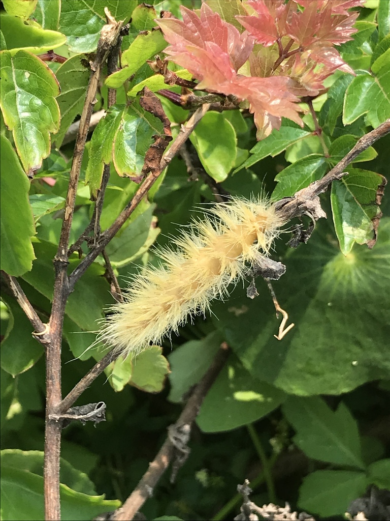 Virginian Tiger Moth from State Highway Park Rd, Galveston, TX, US on ...