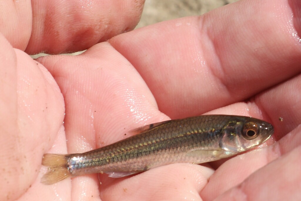 True Minnows in May 2024 by brandonh1 · iNaturalist