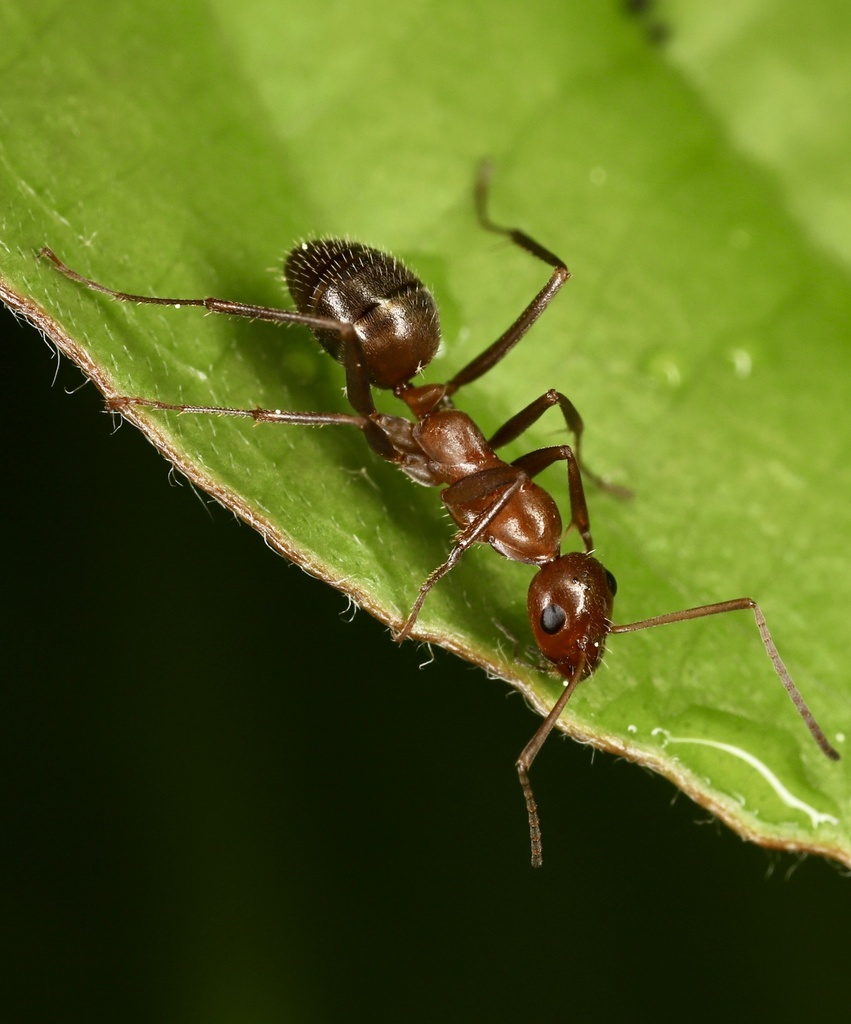 pallidefulva-group Field Ants from Main Rd, Newfield, NJ, US on May 18 ...
