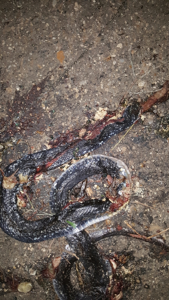 Buttermilk Racer from Manning Rd Marshall, TX 75672 on May 28, 2016 at ...