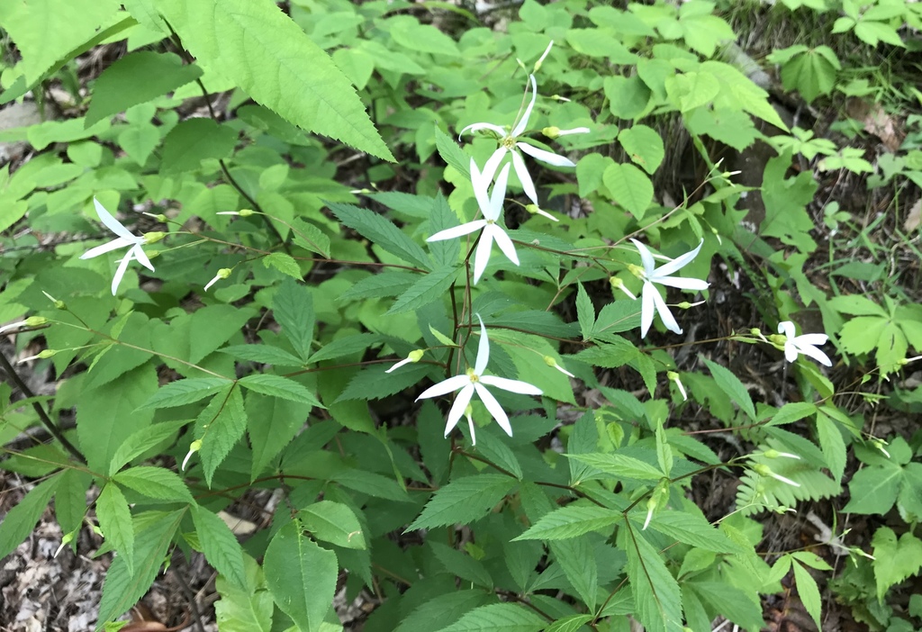 Bowman's root from Pisgah National Forest, Marion, NC, US on May 09 ...