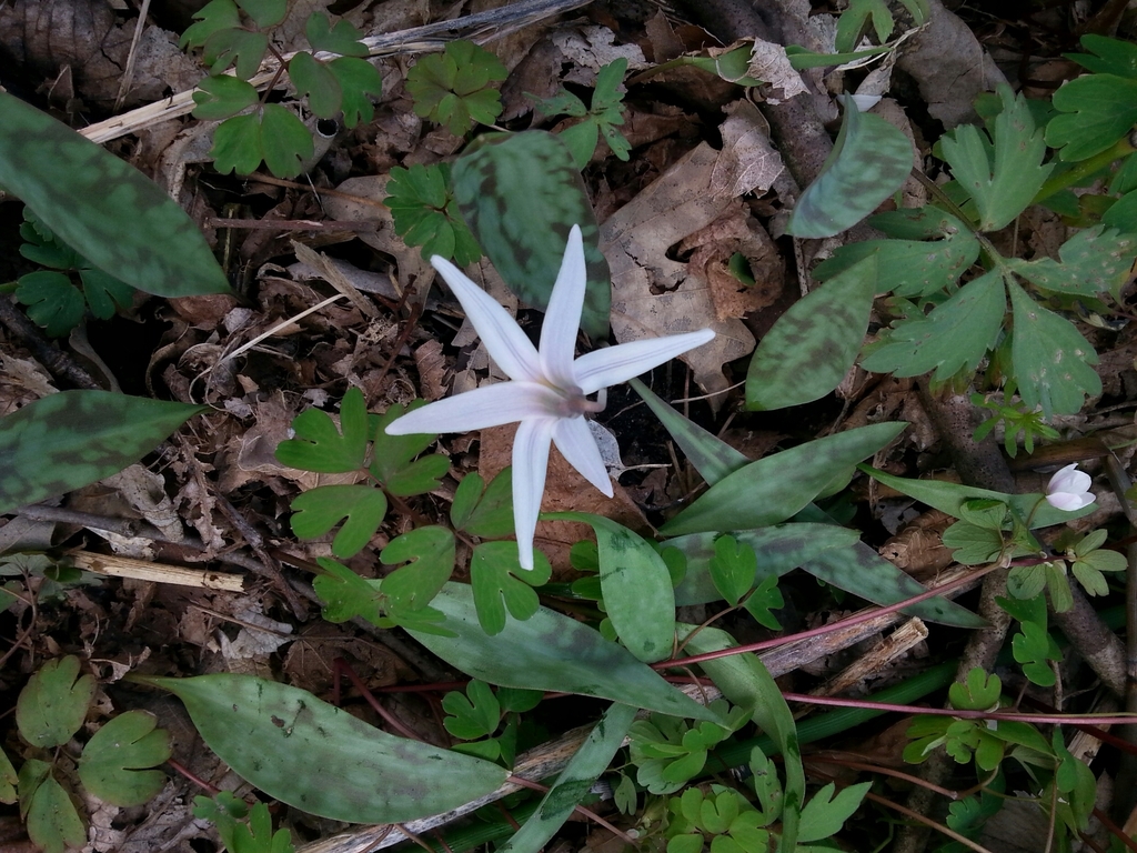 white fawnlily from Jackson County, US-MN, US on May 02, 2019 at 03:34 ...