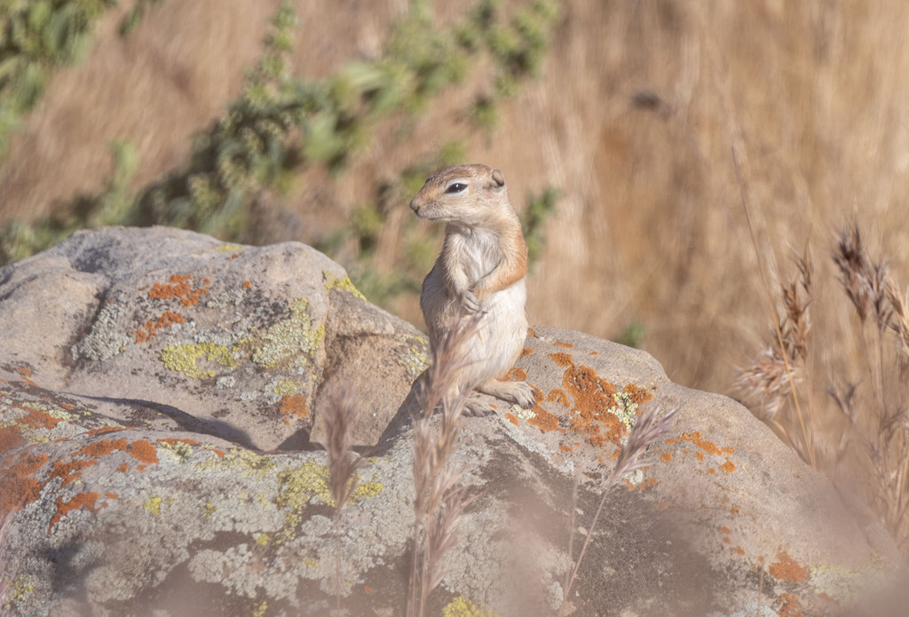Nelson's Antelope Squirrel in May 2024 by naturephotosuze. Carrizo ...