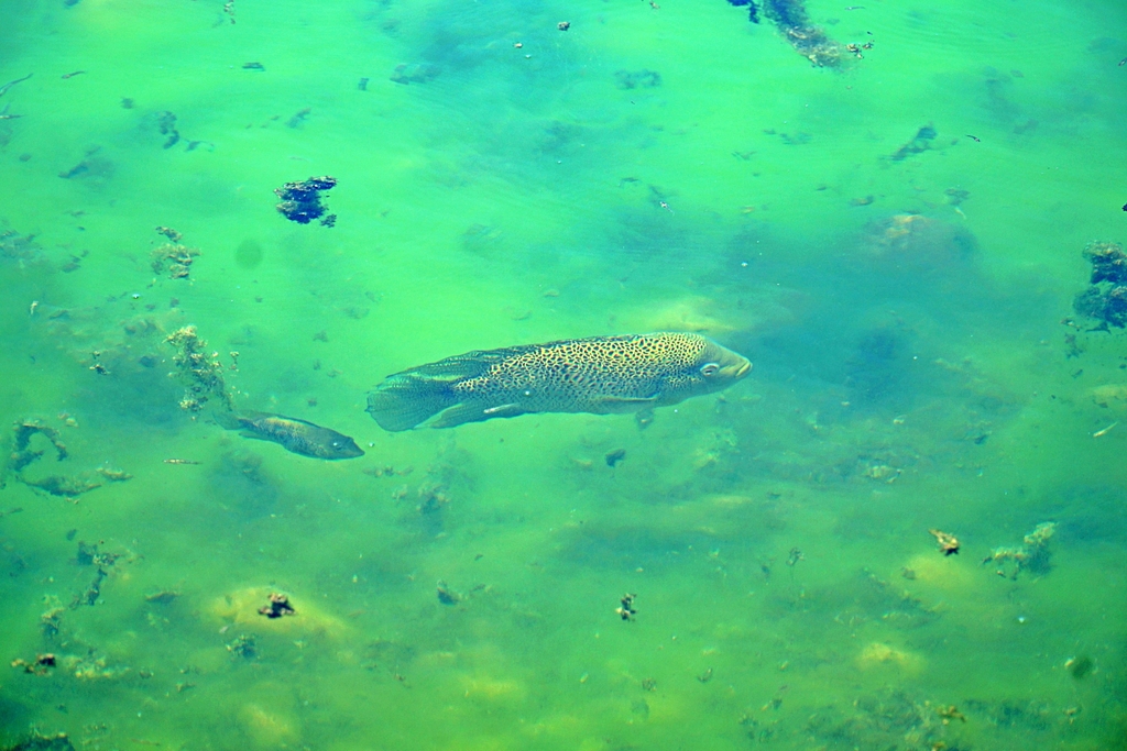 Green Guapote from Tamazula, Dgo., México on May 17, 2024 at 12:10 PM ...