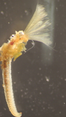 Genus Paradialychone · iNaturalist