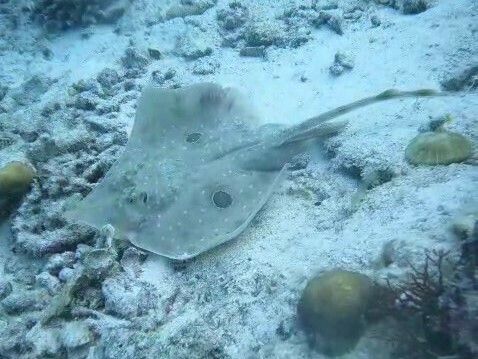 Sulu Sea Skate in May 2024 by tracc. Okamejei jensenae · iNaturalist