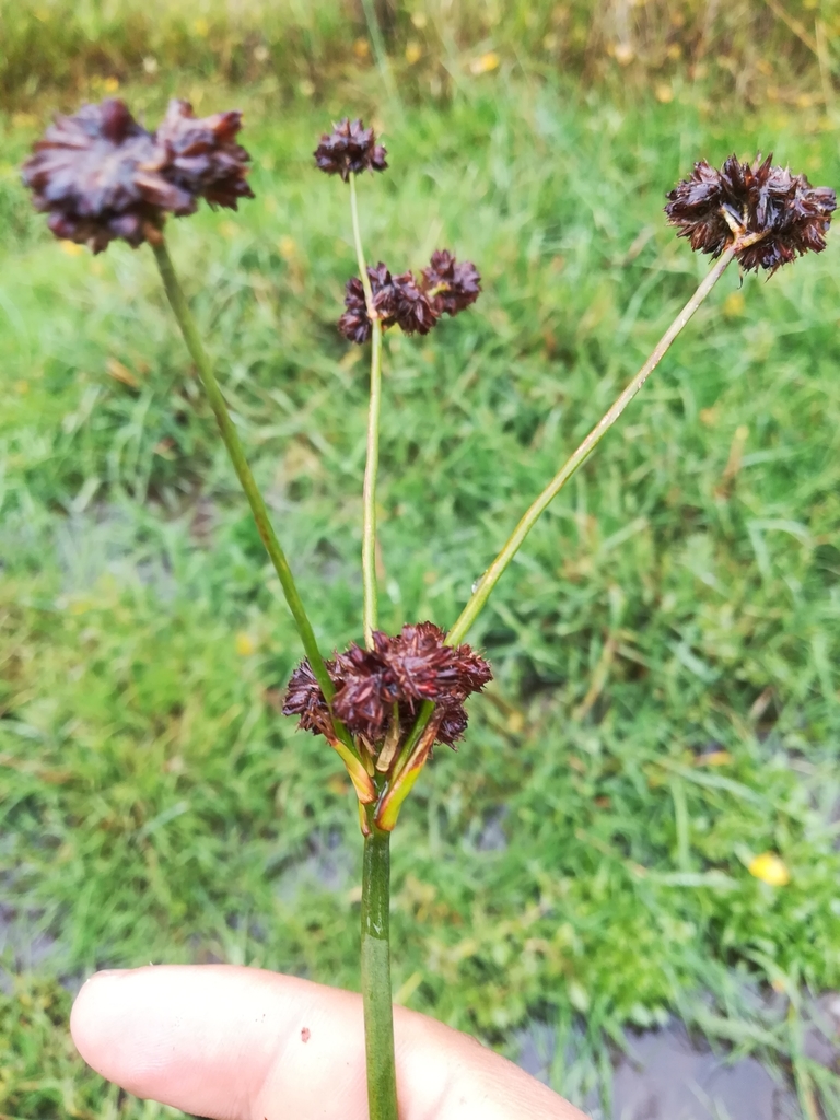 Juncus microcephalus from Capitán Prat, CL-AI, CL on April 13, 2019 at ...