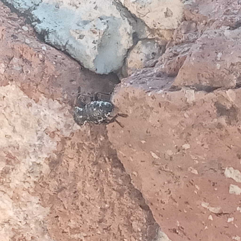 Zopherus from F5WQ+27, 56245 San Miguel Tlaixpan, Méx., México on May ...