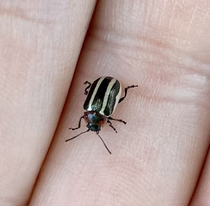 Coreopsis Beetle from Lincoln Cir, Saline, MI, US on May 20, 2024 at 12 ...