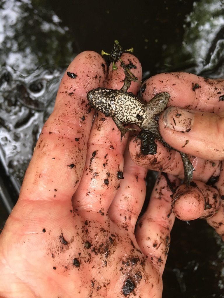 River Frog in May 2019 by Michael Frees · iNaturalist