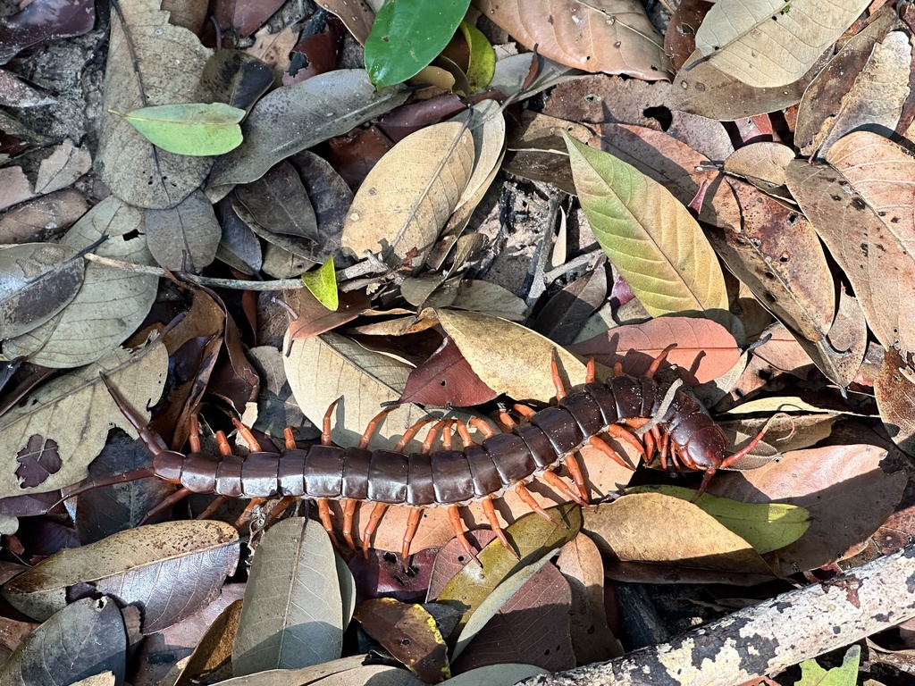 Vietnamese Centipede from Tum Ring, Sandan, Kampong Thom, KH on May 16 ...
