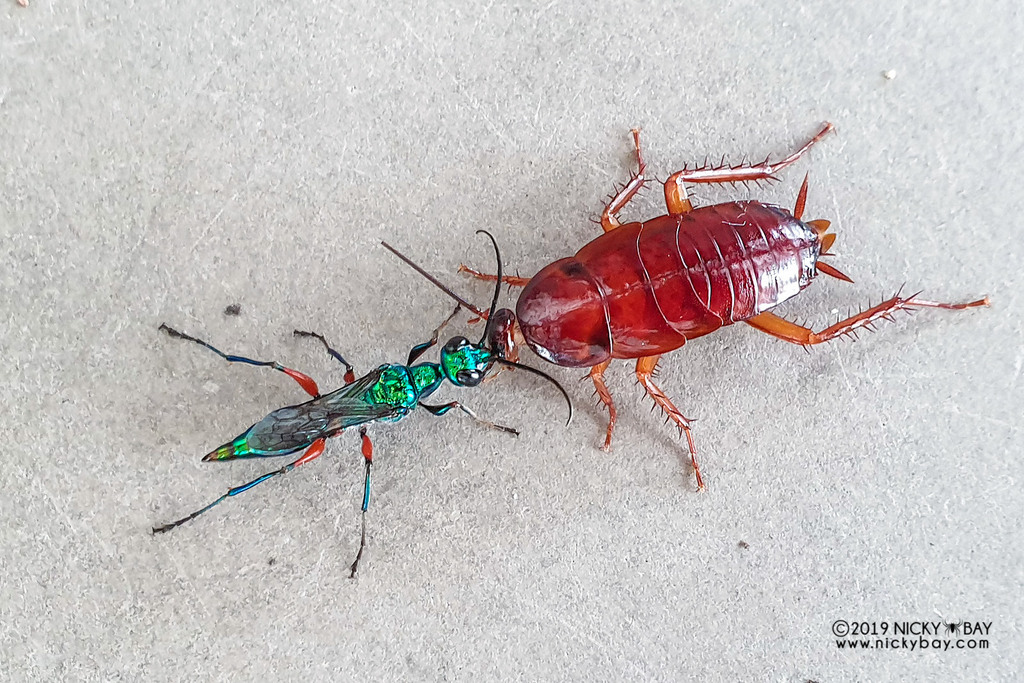 Emerald Cockroach Wasp from Eunos Rd 5, Singapore on February 27, 2019 ...