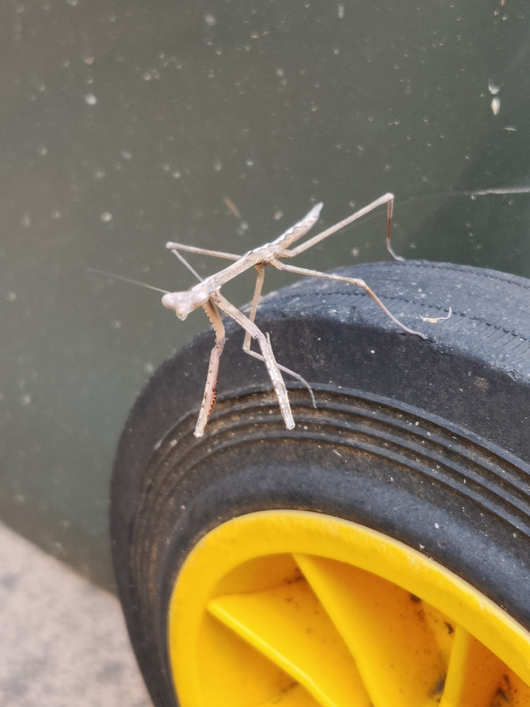 Australian Stick Mantis from Runcorn QLD 4113, Australia on May 20 ...