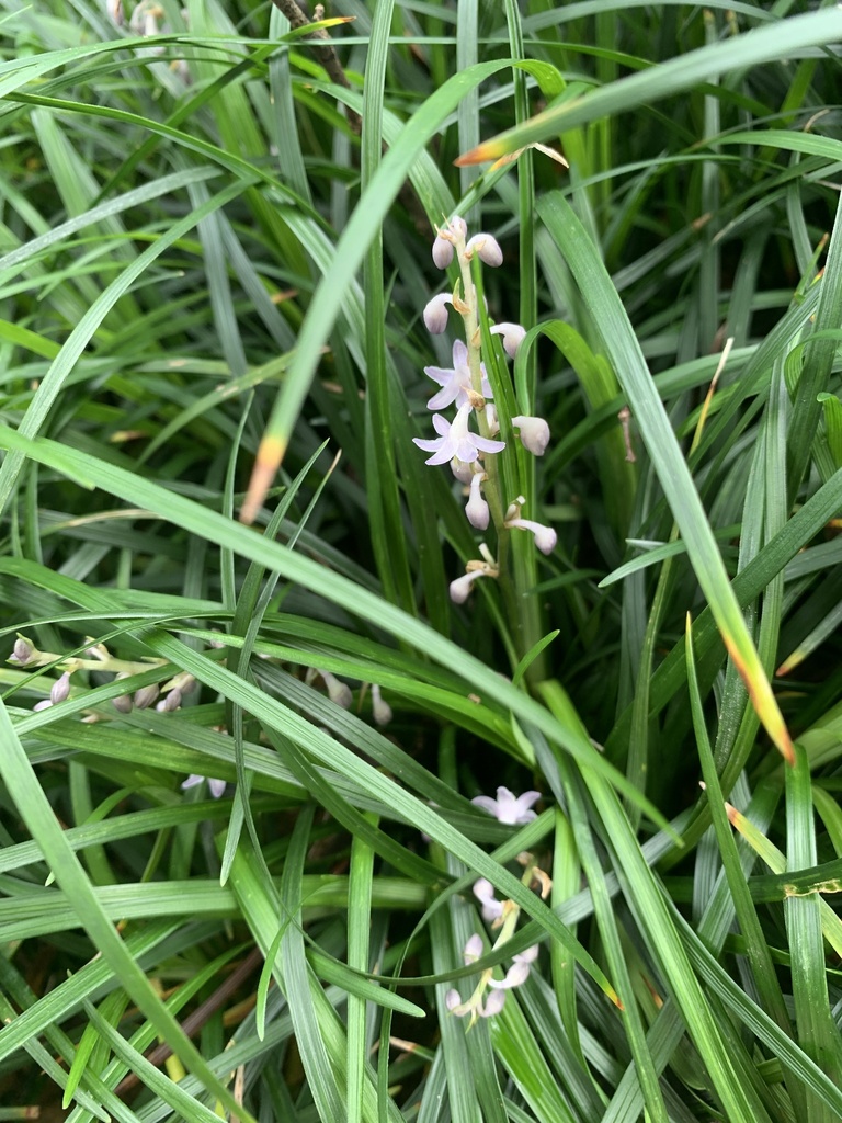 Dwarf Lily-turf from 瓯海区, 温州市, 浙江省, CN on May 22, 2024 at 12:12 PM by ...