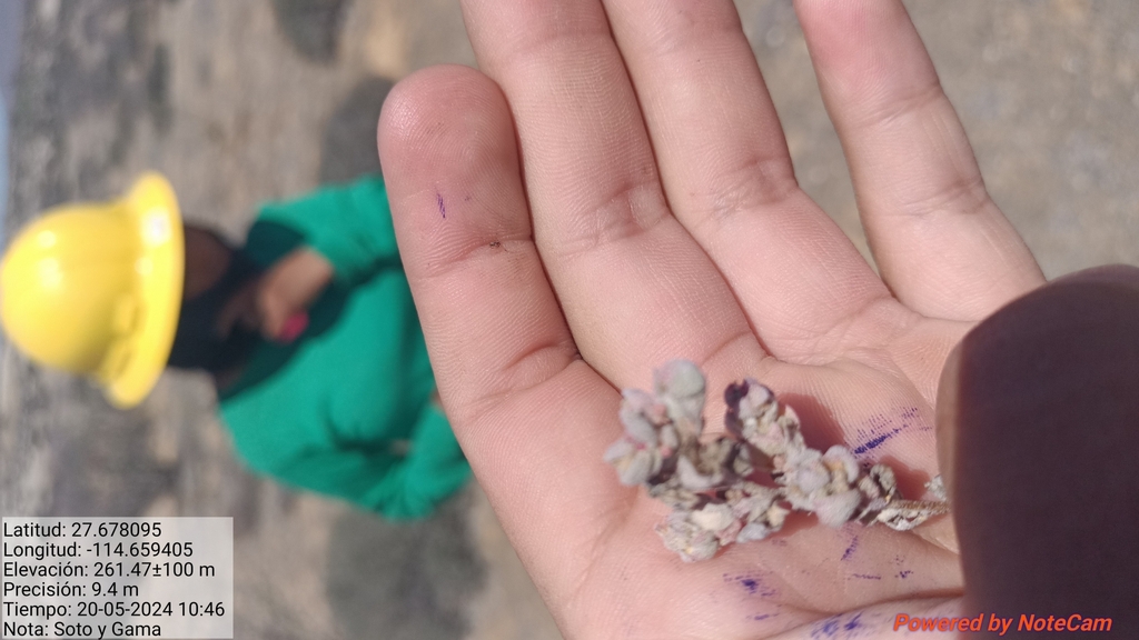 Atriplex julacea from Mulegé, MX-BS, MX on May 20, 2024 at 10:46 AM by ...
