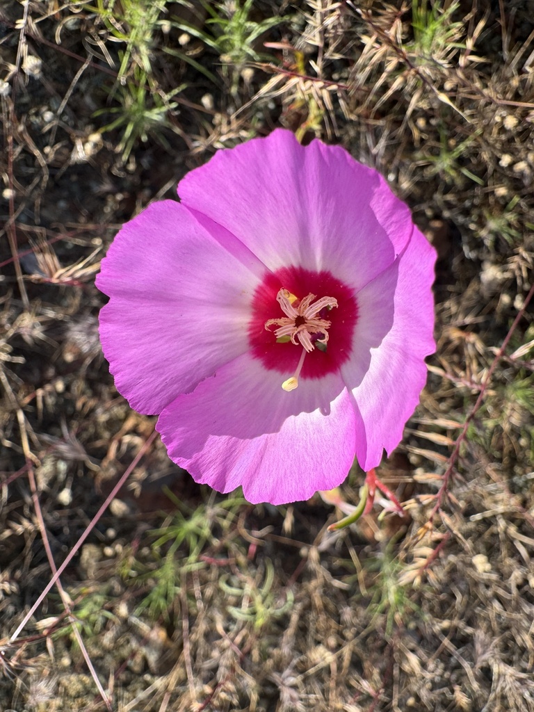 tracy's clarkia in May 2024 by Charlotte Miranda. Herbarium collection made · iNaturalist