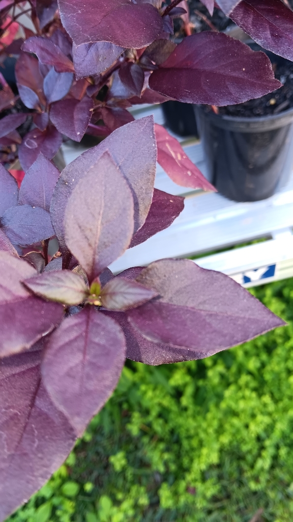 Ruby Leaf from Camira QLD 4300, Australia on May 22, 2024 at 03:11 PM ...
