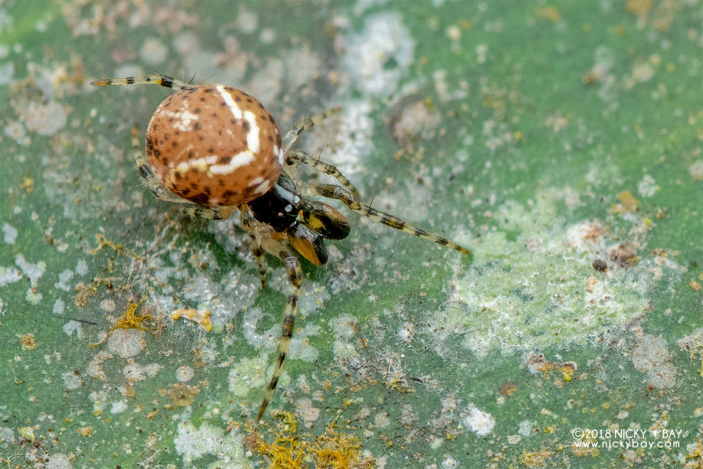 Colourful Comb-footed Spiders from 85400 Bekok, Johor, Malaysia on ...