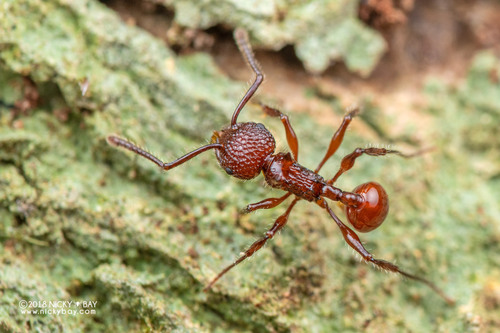 Photo 384672289, (c) Nicky Bay, all rights reserved, uploaded by Nicky ...