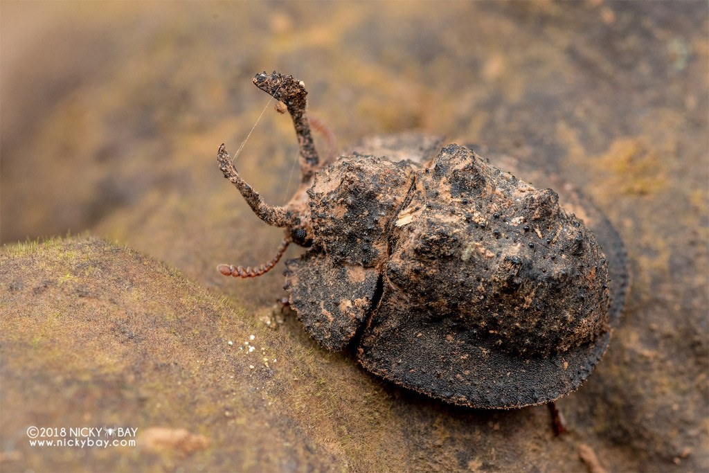 Byrsax from 85400 Bekok, Johor, Malaysia on October 21, 2018 by Nicky ...