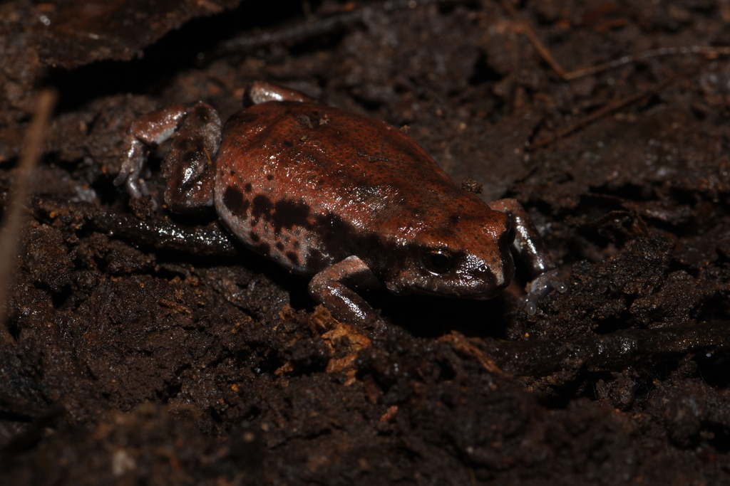 Red-backed Brood Frog in May 2024 by Alistair Smith · iNaturalist