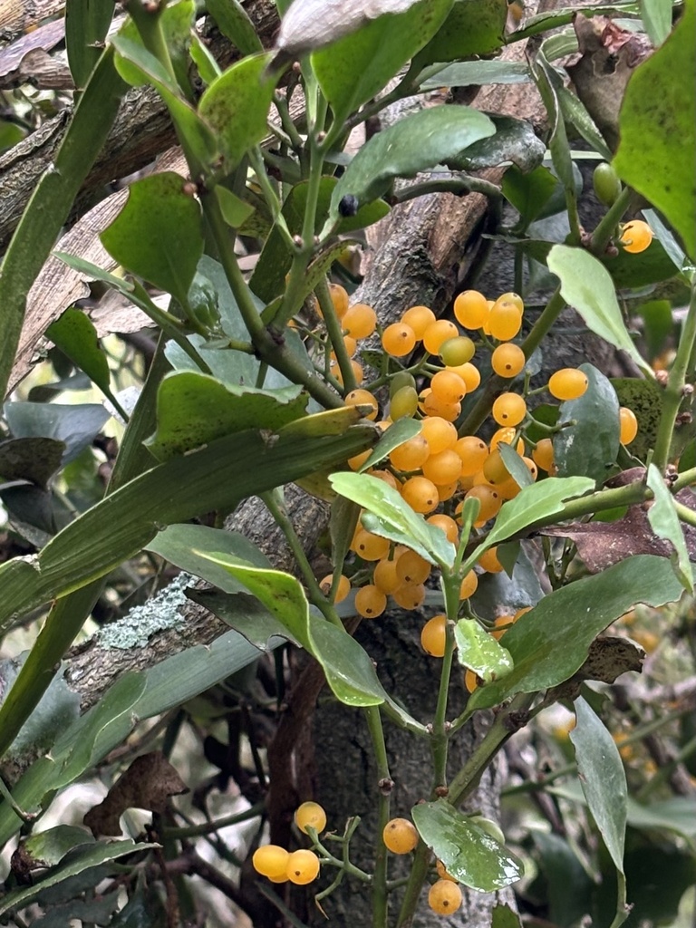 Green mistletoe in May 2024 by simcockr. Abundant ripe fruit ready for ...