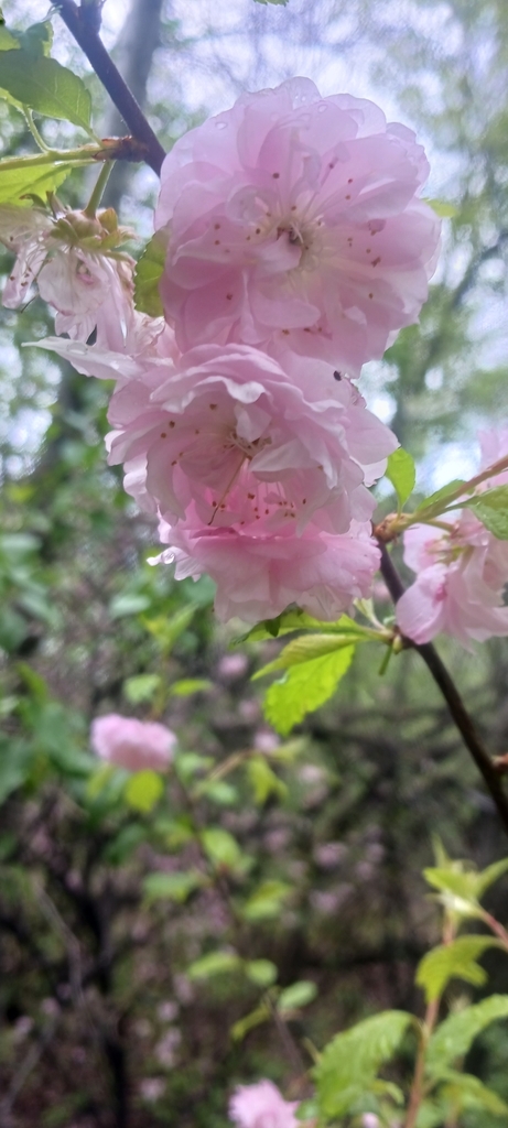 plums, cherries, and allies from Winnipeg, MB R3T 3G1, Canada on May 20 ...