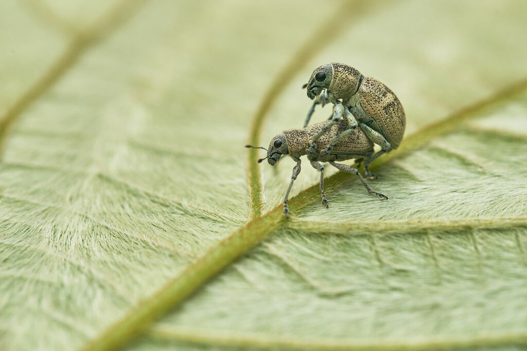 Eugnathus distinctus from 426台灣台中市新社區 on May 20, 2024 at 04:04 PM by ...
