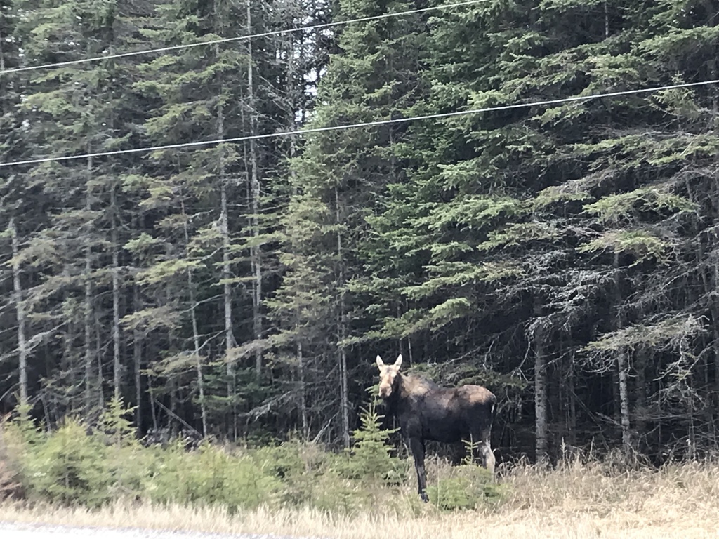 Moose from ON-17, , ON, CA on May 6, 2019 at 10:20 AM by Birch ...