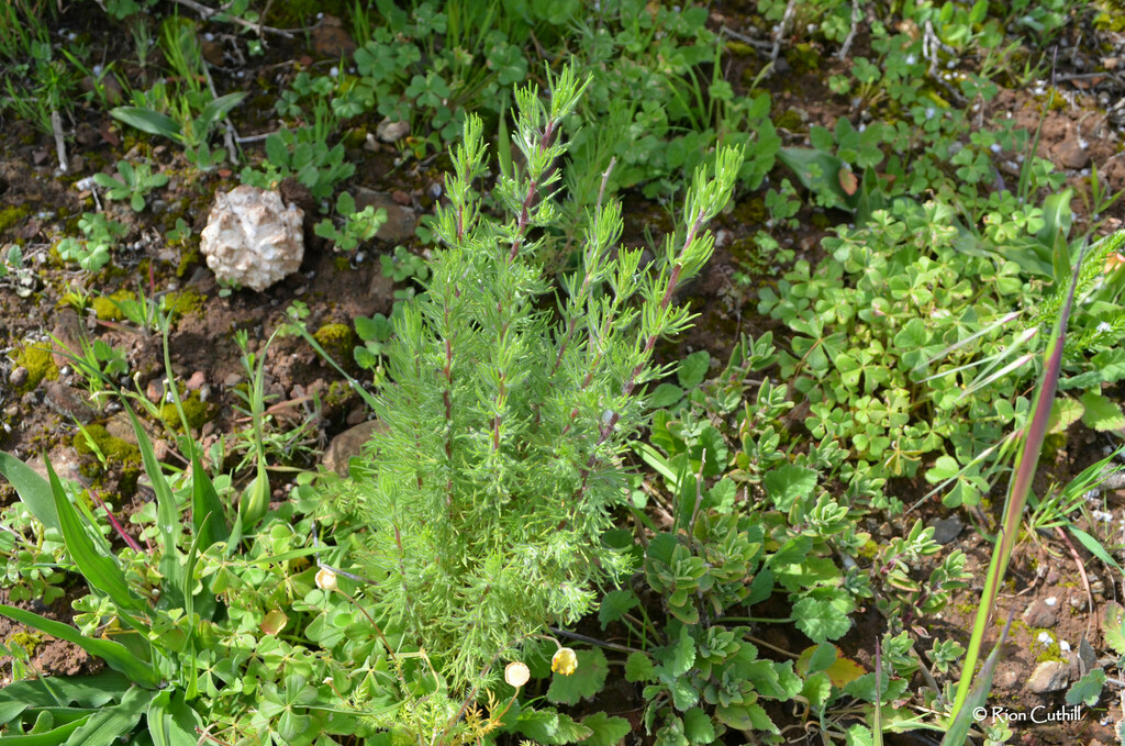 Cape Snow Bush from Tygerberg Nature Reserve on August 29, 2021 at 11: ...