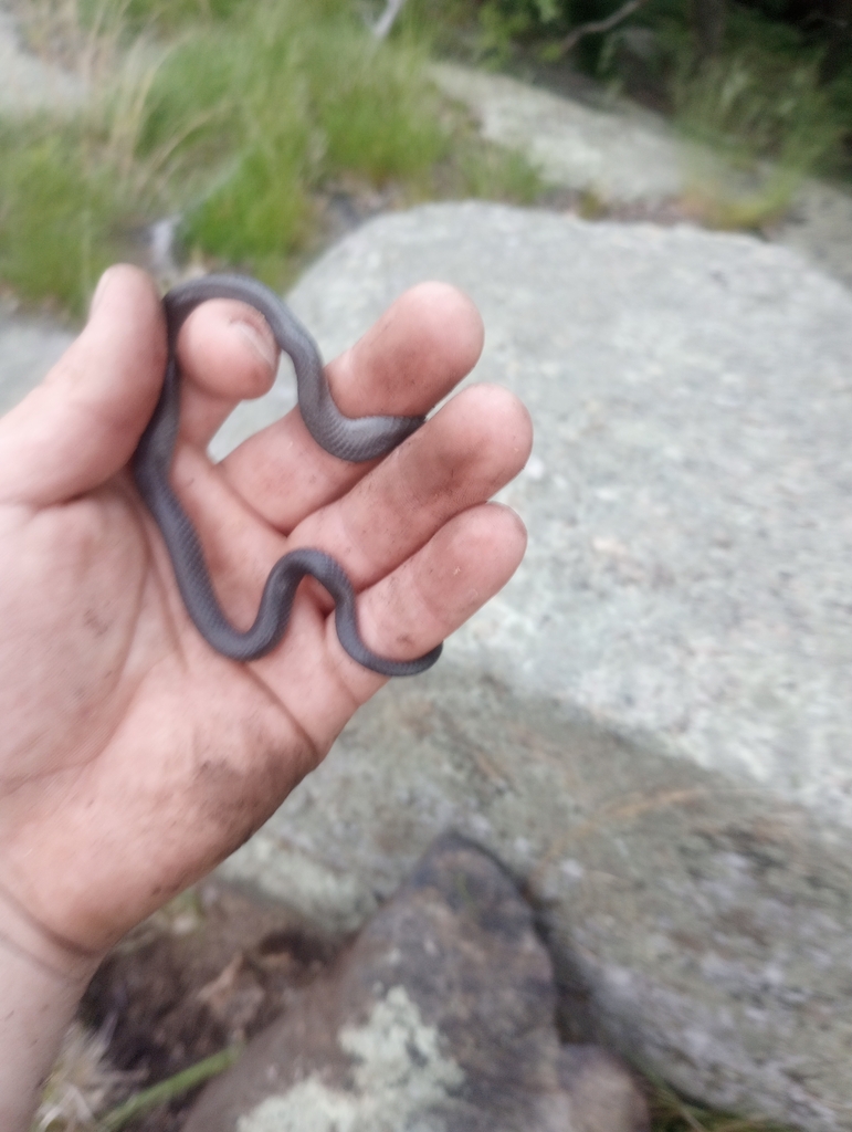Northern Ringneck Snake from Cold Spring, NY 10516, USA on May 21, 2024 ...