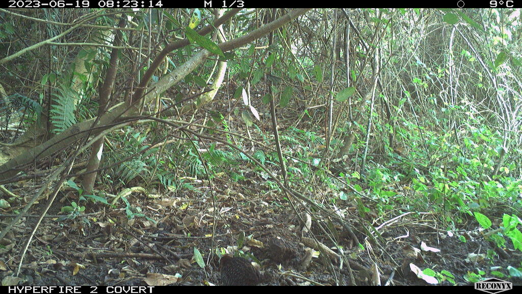 Lewin's Rail from Mothar Mountain QLD 4570, Australia on June 19, 2023 ...