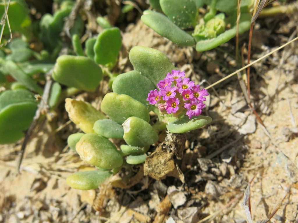 red sand-verbena from El Cardoncito, Baja California Sur, Mexico on ...