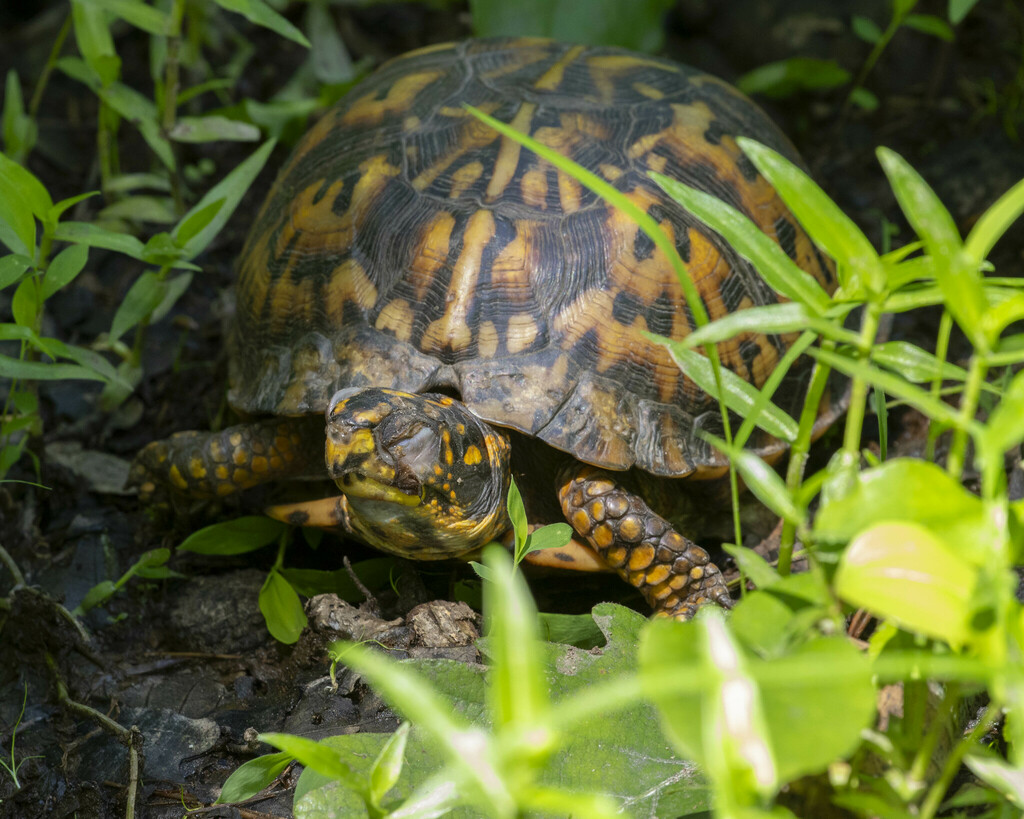 Common Box Turtle in May 2024 by Jason E. Avery · iNaturalist