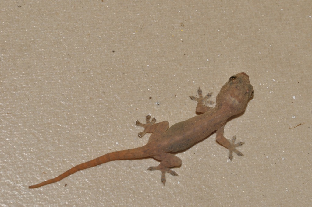 Asian House Gecko from Finca Chilamate Guanacaste, Bagaces, Costa Rica ...