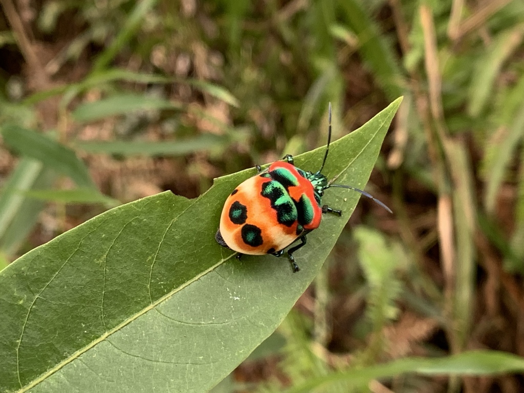 茶盾蝽 Tea Seed Bug (版纳植物园的蝽) · iNaturalist