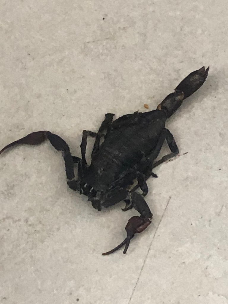 Slender Brown Scorpion from Tenerife, Santa Cruz de Tenerife, Santa ...