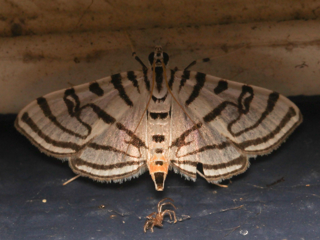Zebra Conchylodes Moth from 160 Jackson Mill Rd, Weston, WV 26452, USA ...