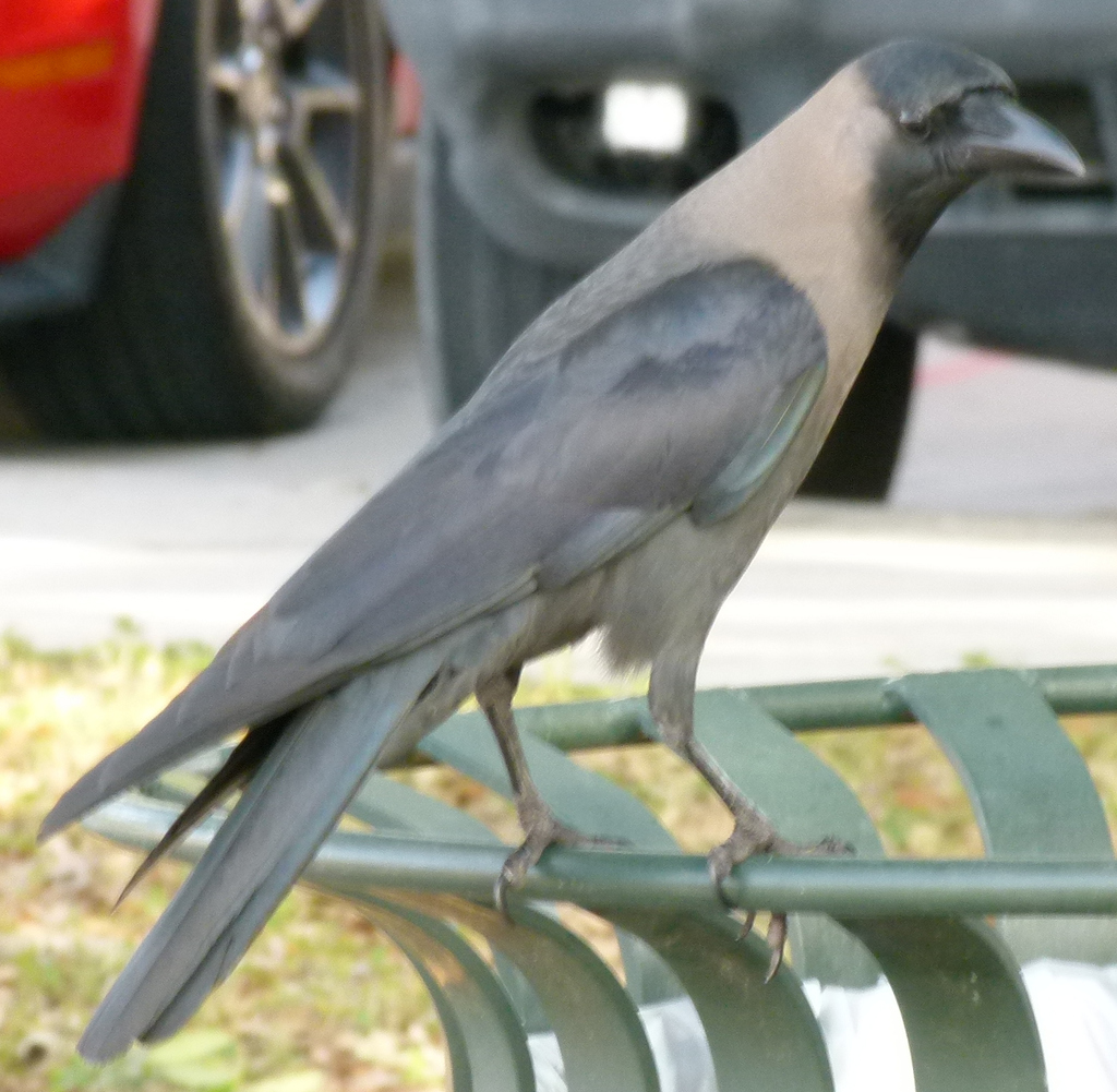House Crow from Bradenton, FL, USA on April 25, 2019 at 05:50 PM by ...