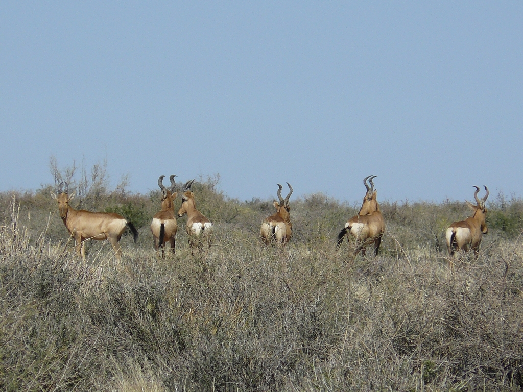 Red Hartebeest from Keimoes, South Africa on July 26, 2008 at 11:22 AM ...