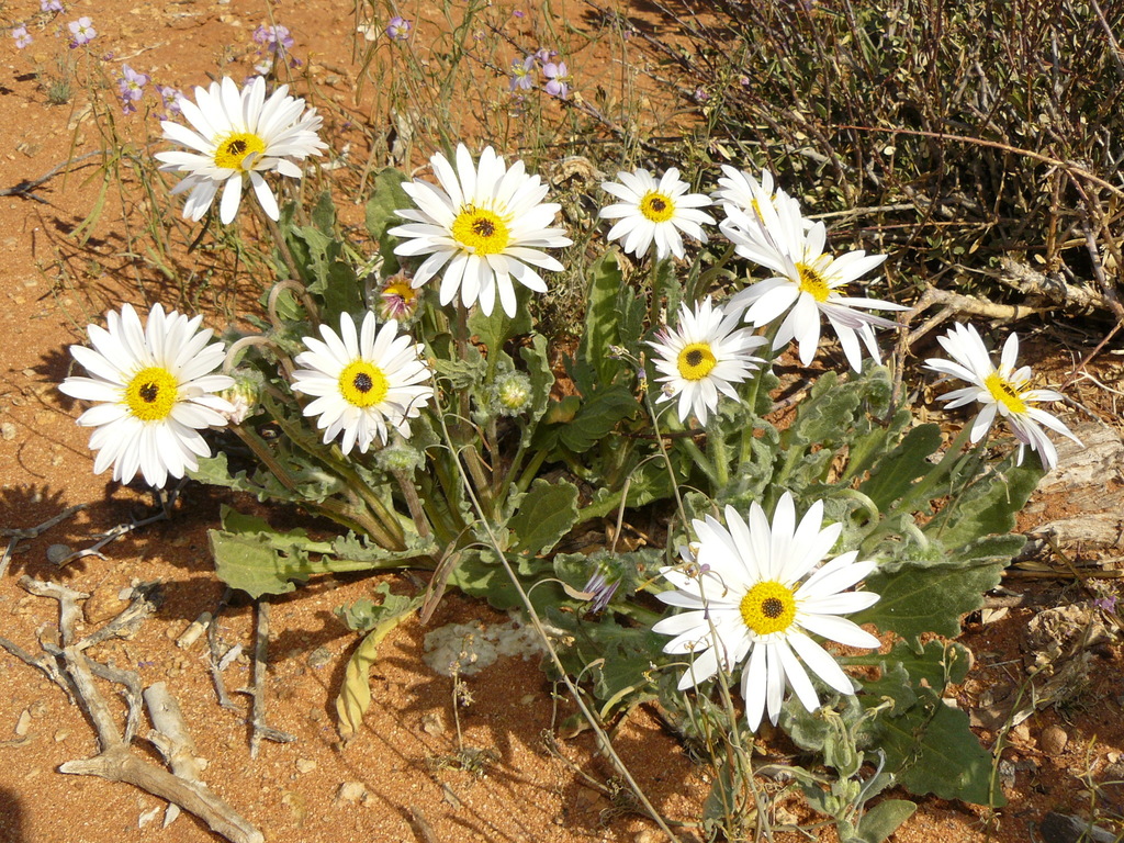 Karoo African Daisy from Benede Oranje, South Africa on 29 July, 2008 ...